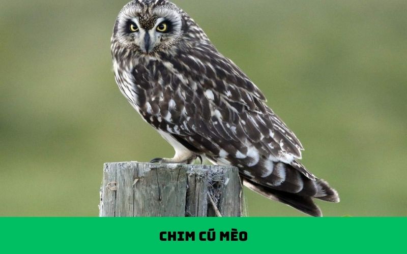 Chim Cú Mèo Và Những Điều Thú Vị Không Phải Ai Cũng Biết || Thế Giới ...