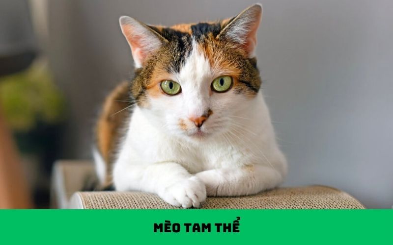 Mèo Tam Thể: Nguồn gốc, đặc điểm và cách chăm sóc || Thế Giới Động Vật