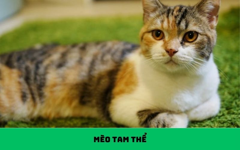 Mèo Tam Thể: Nguồn gốc, đặc điểm và cách chăm sóc