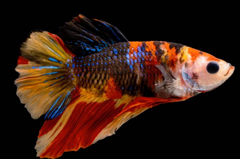 Cá Xiêm: Nguồn Gốc, Đặc Điểm, Cách Nuôi Và Chăm Sóc