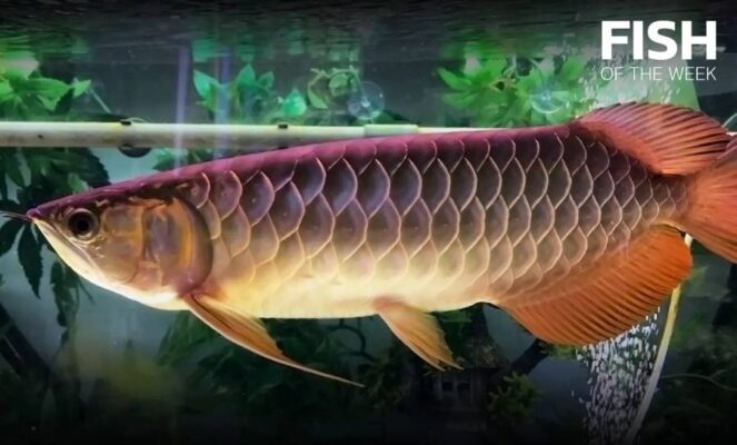 Arowana: Origin, Characteristics, Breeding Methods and Prices