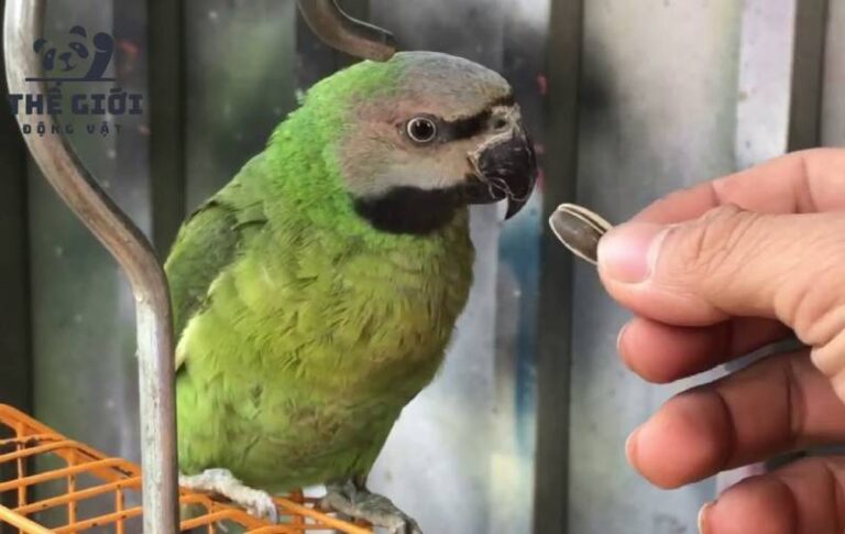 Con Vẹt (két) Cảnh Ăn Gì? Cách Chăm Sóc Và Dạy Vẹt Nhanh Biết Nói