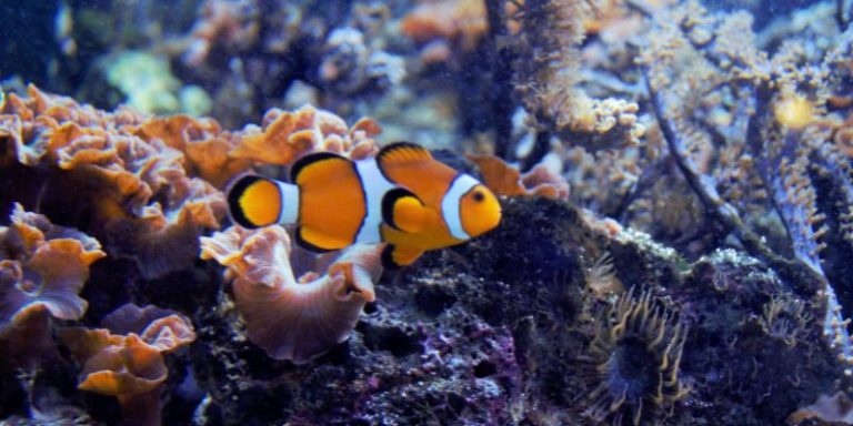 Cá Nemo - Bật Mí Top 5 Sự Thật Về Loại Cá Hề Chưa Ai Biết