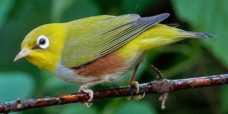 Chim Vành Khuyên - Đặc Điểm, Môi Trường Sống Và Cách Chăm Sóc